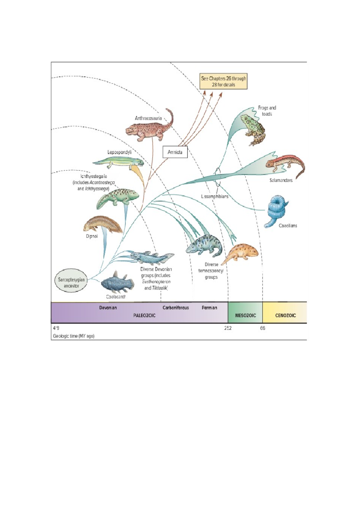 Amphibians Exam Summary: Key Traits, Evolution, and Adaptations - Studocu