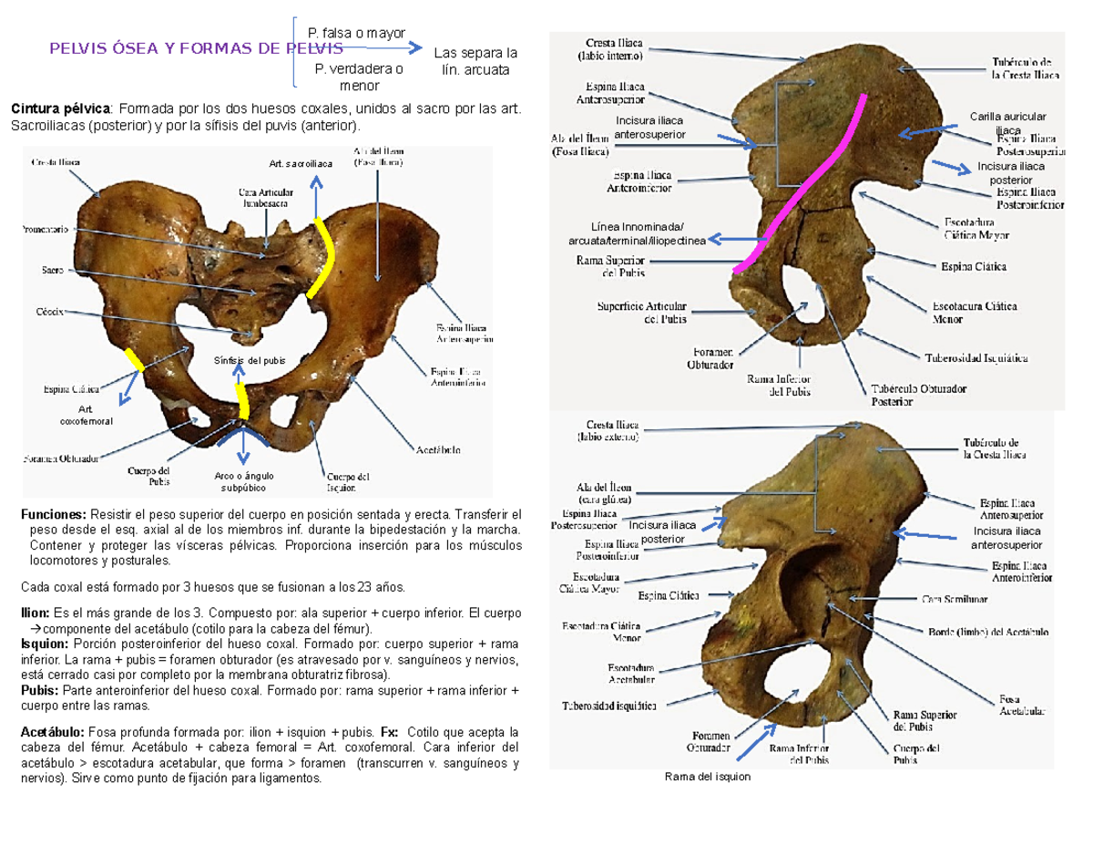 Definición De Anatomía Del Pubis