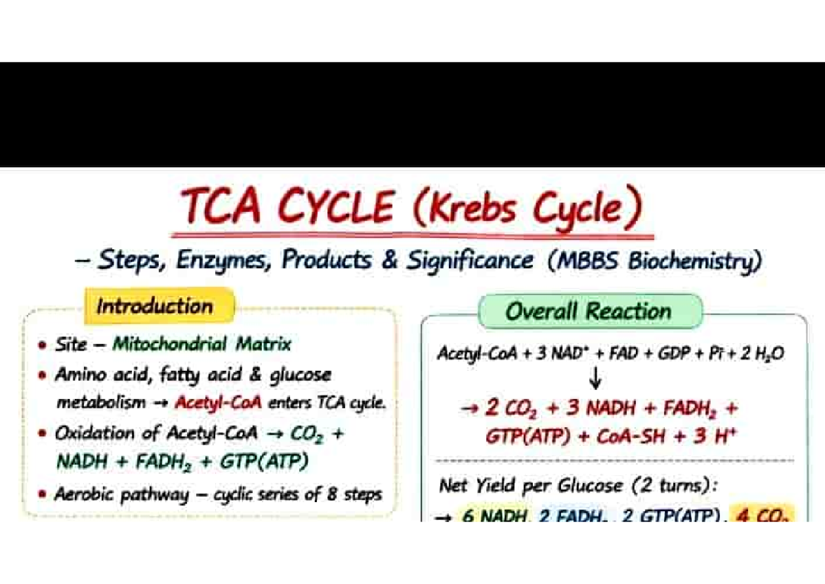 TCA Cycle (Krebs Cycle) – Steps, Enzymes, and Energetics (MBBS Biochem ...