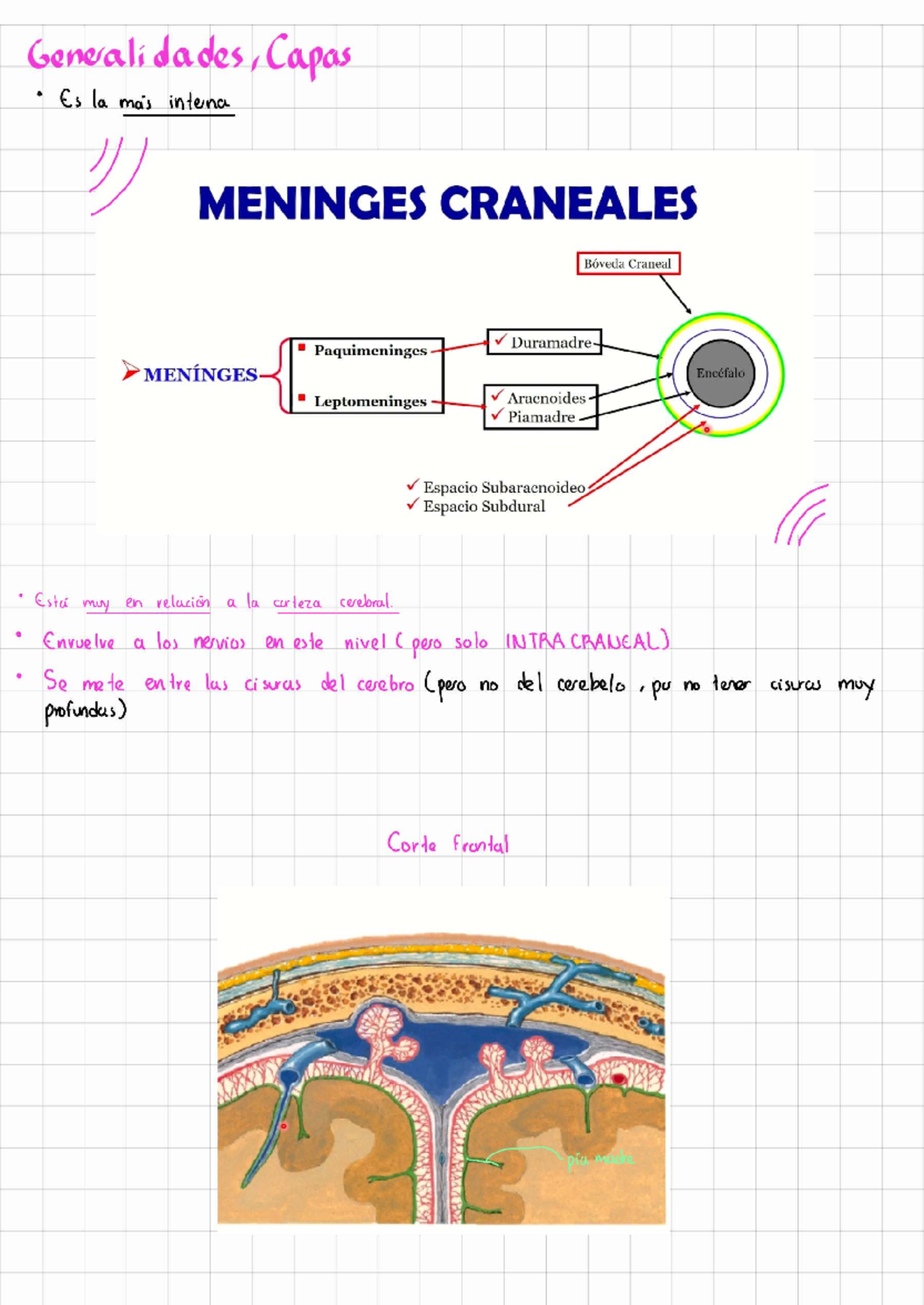 Anatomía de la Pía Madre: MENINGES y Estructuras Relacionadas 260113 ...