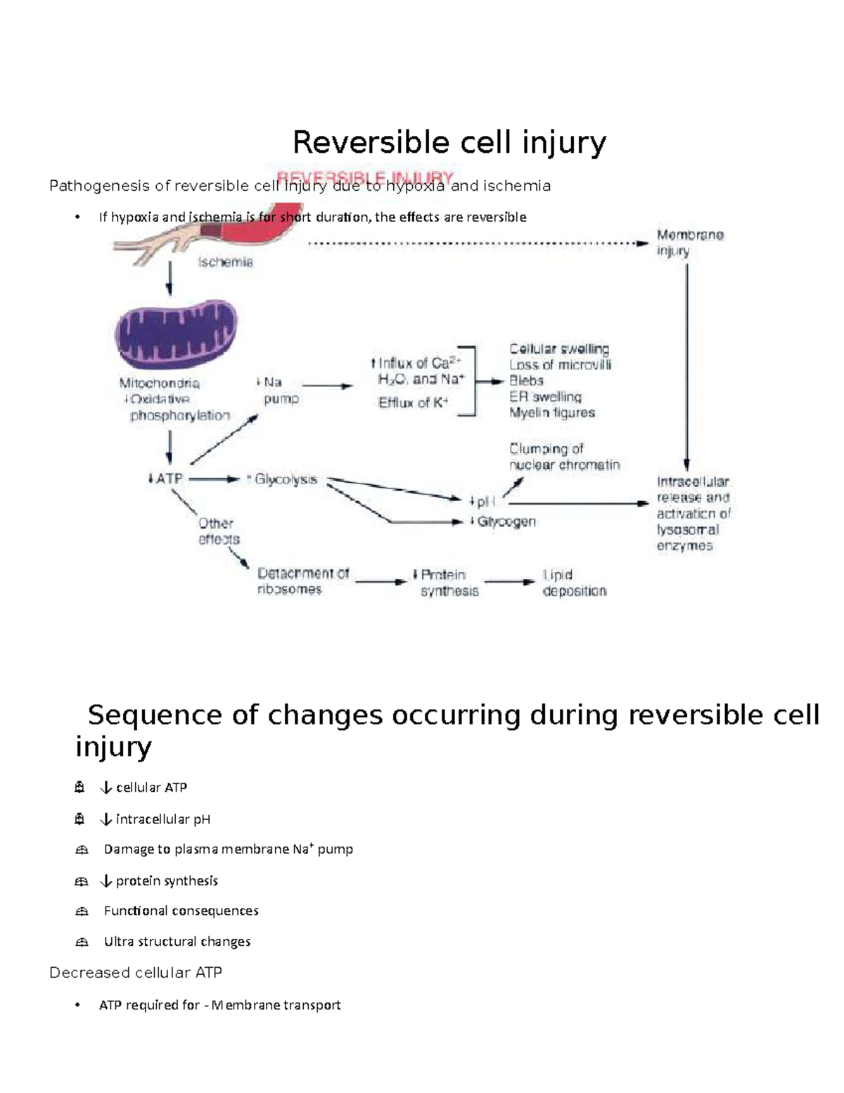 Chapter 8 - Reversible Cell Injury: Mechanisms & Morphological Changes ...
