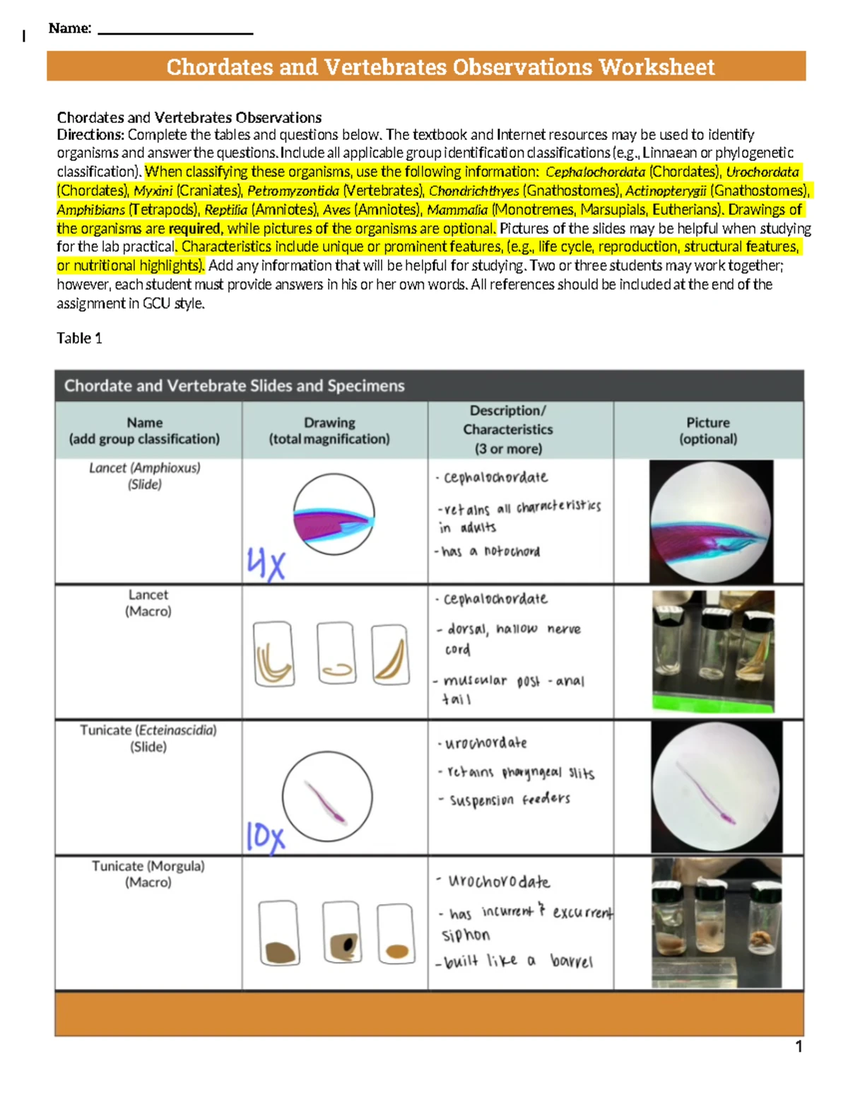 Bio182-08.01-Worksheet on Chordates and Vertebrates Observations - Studocu