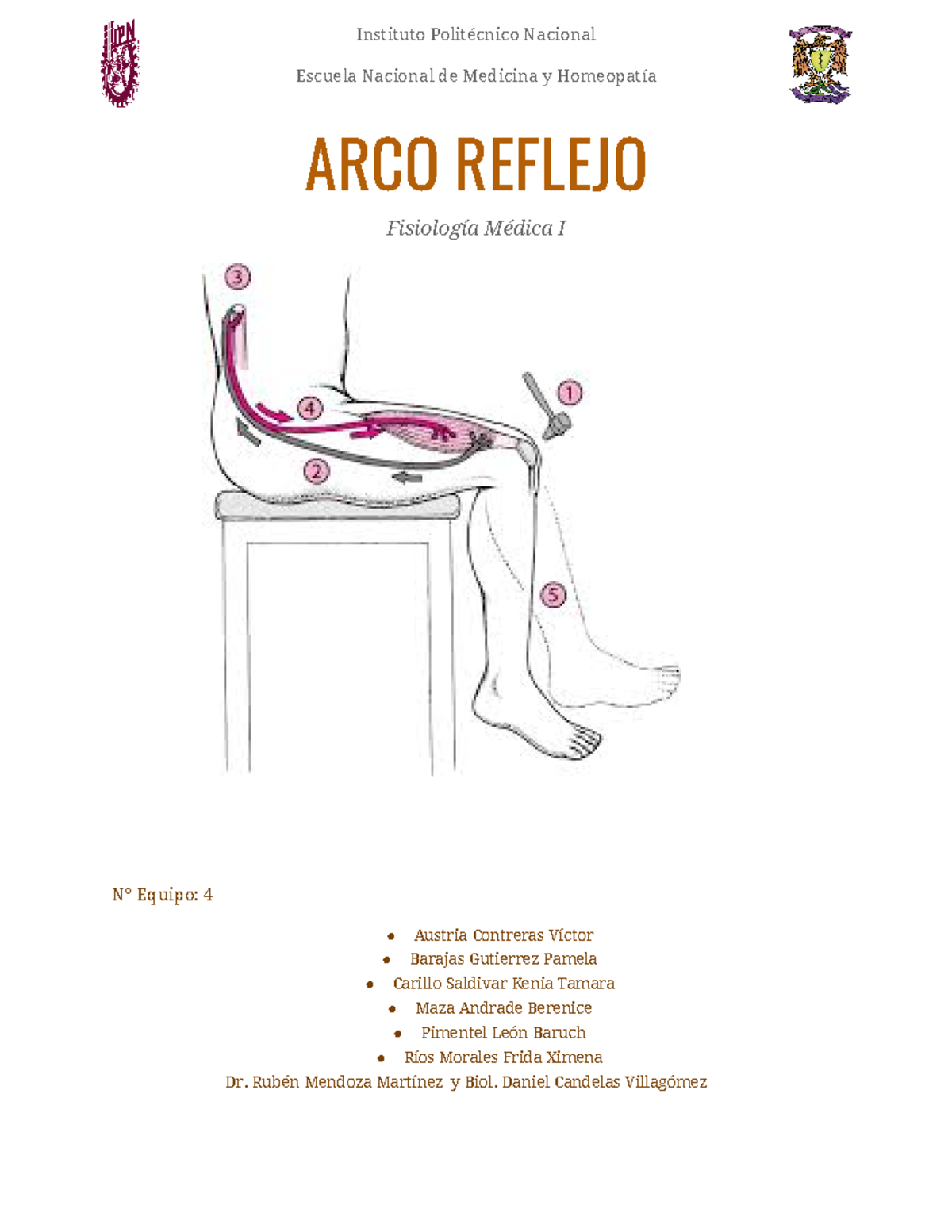Reporte de Práctica sobre Arco Reflejo - Fisiología 1 - Studocu