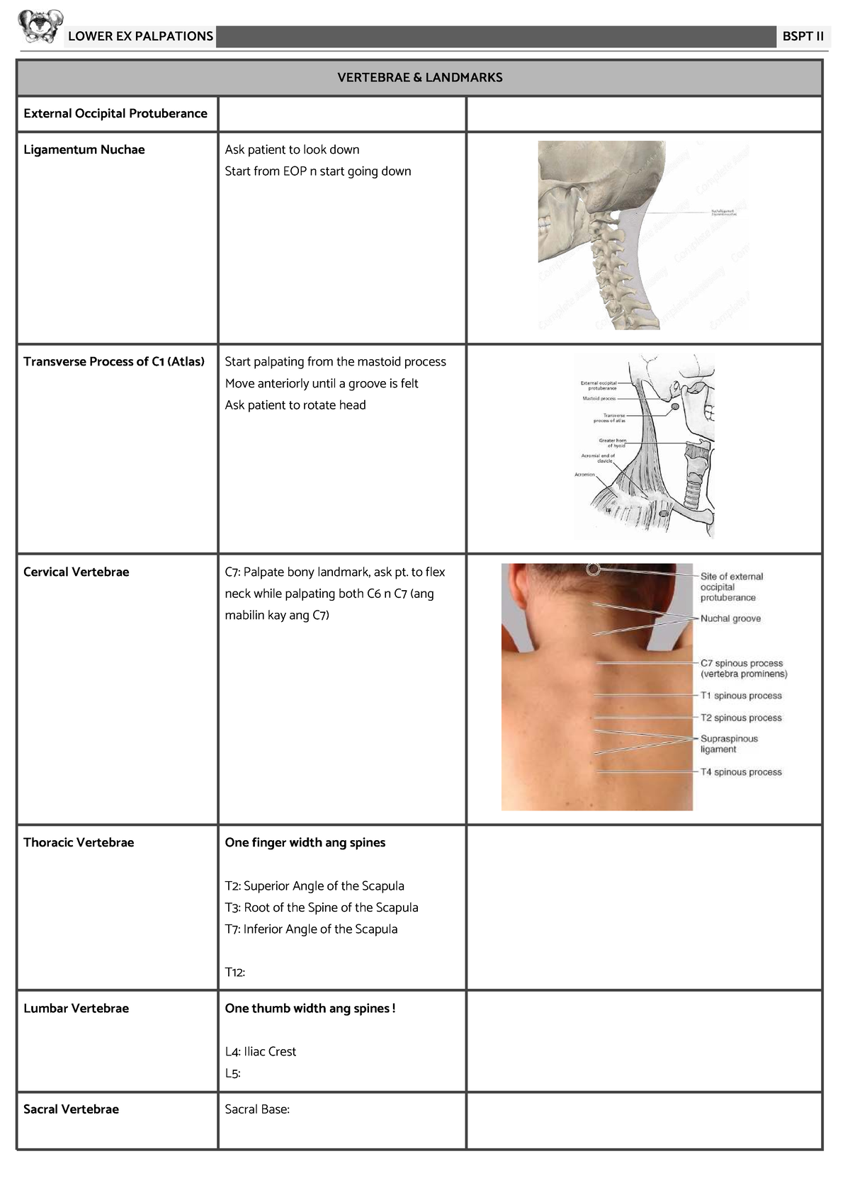 BSPT II: Palpation Techniques for Vertebrae and Lower Extremities - Studocu