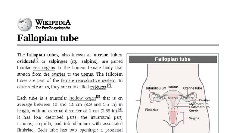 Fallopian tube - good - Fallopian tube Uterus and fallopian tubes ...