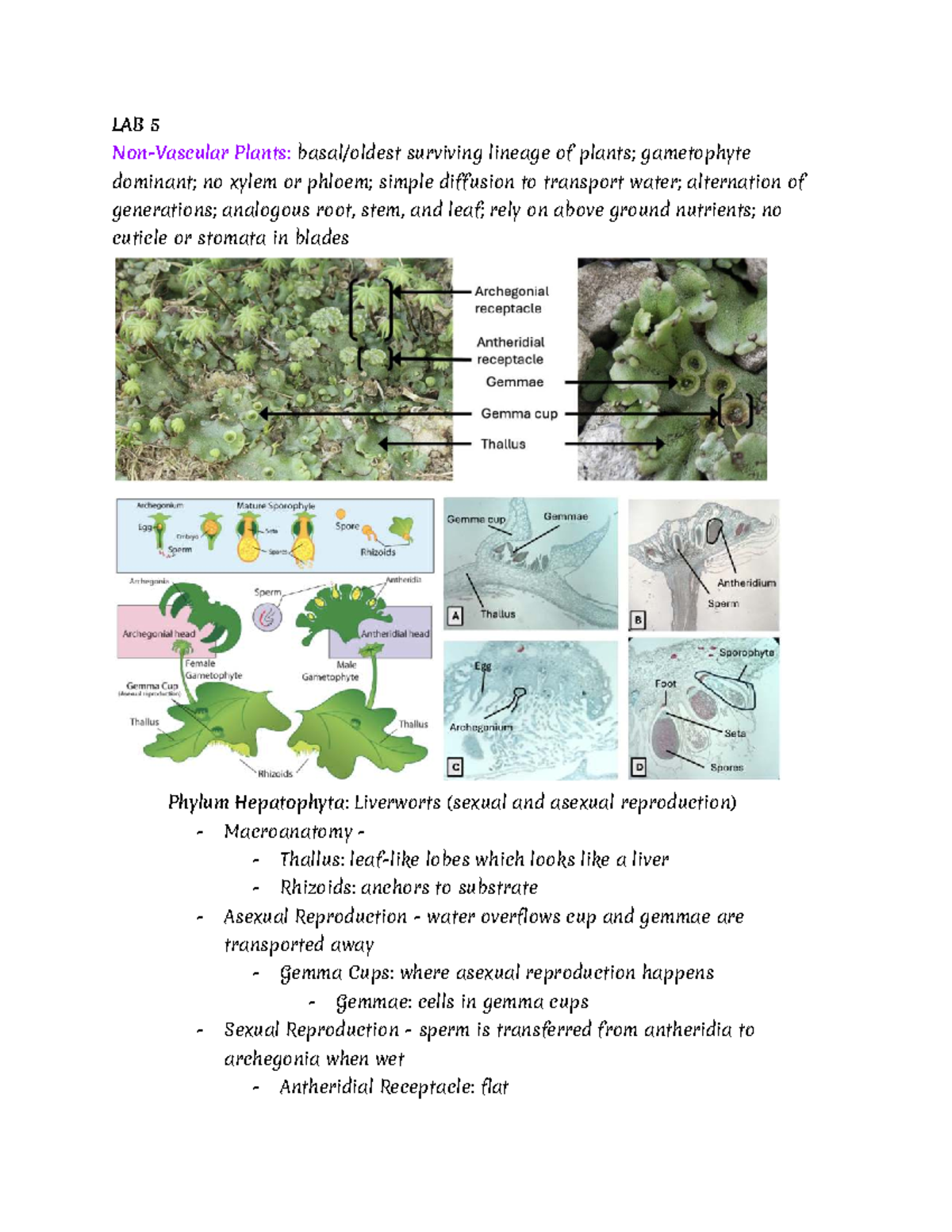 Biology Lab Notes: Non-Vascular & Seedless Vascular Plants (LAB 5 & 6 ...