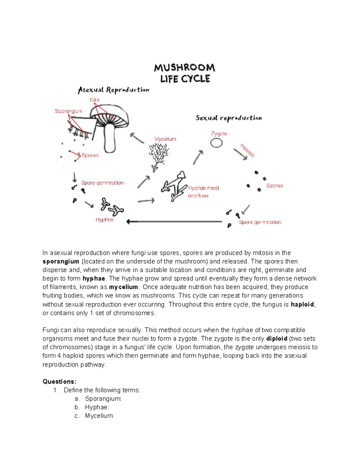 Reproduction in Fungi: Asexual and Sexual Processes (Biology 101) - Studocu