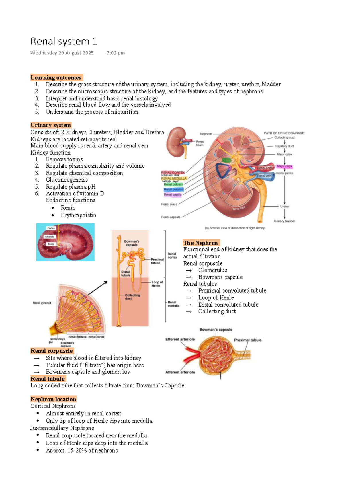 Renal System Overview: Structure, Function, and Histology - Studocu
