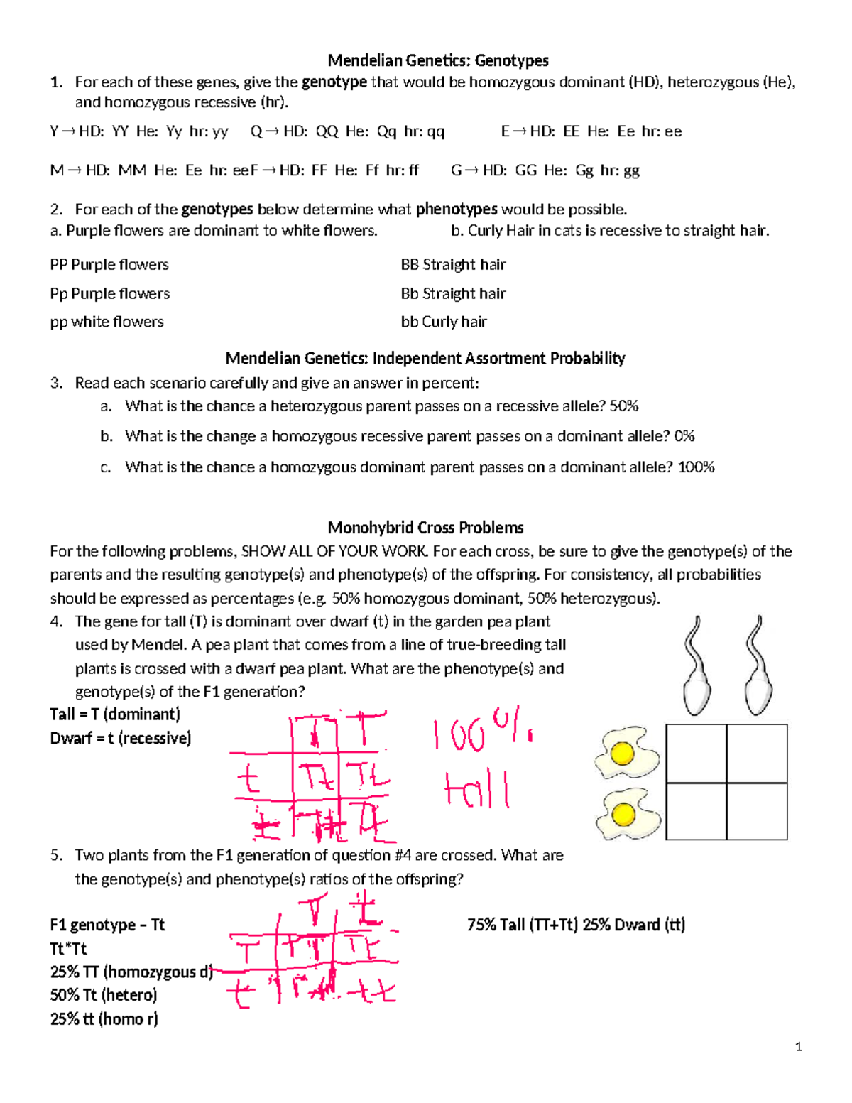 AP - Mendelian Genetics: Genotypes and Probabilities Day 1 - Studocu