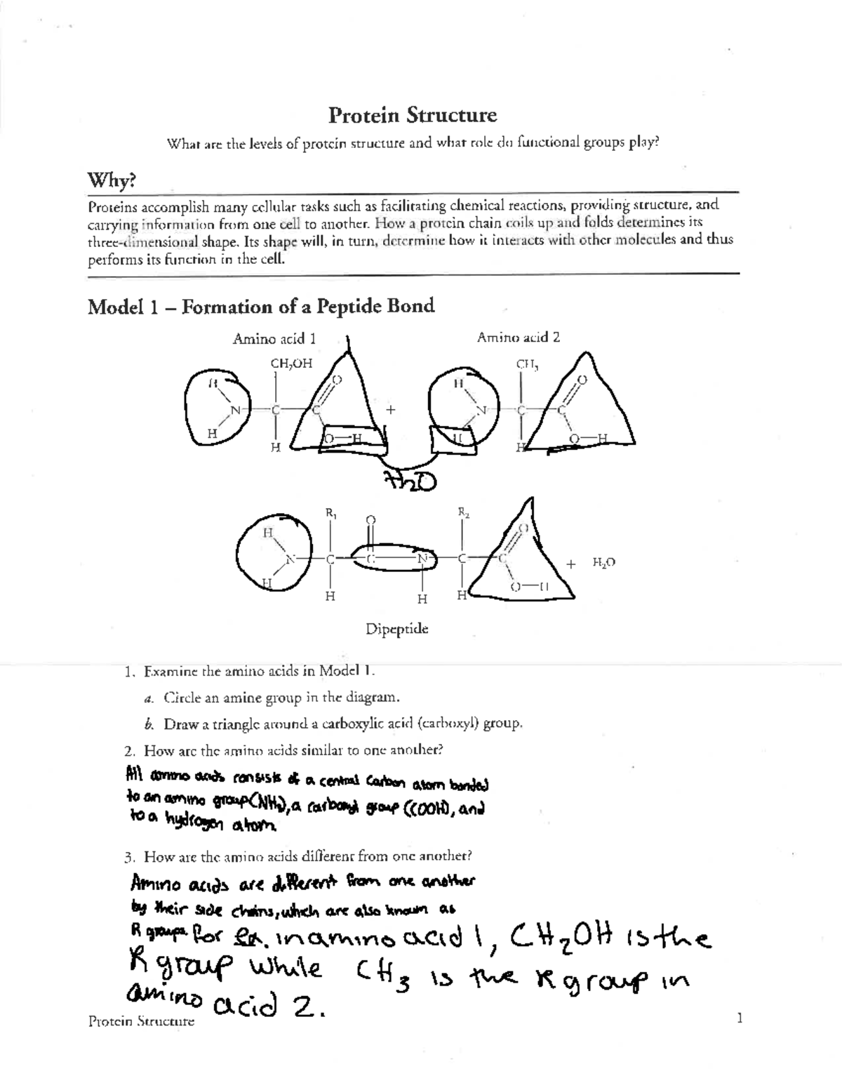 BIO WS 5 - Protein Structure: Levels & Functional Groups Explained - Studocu