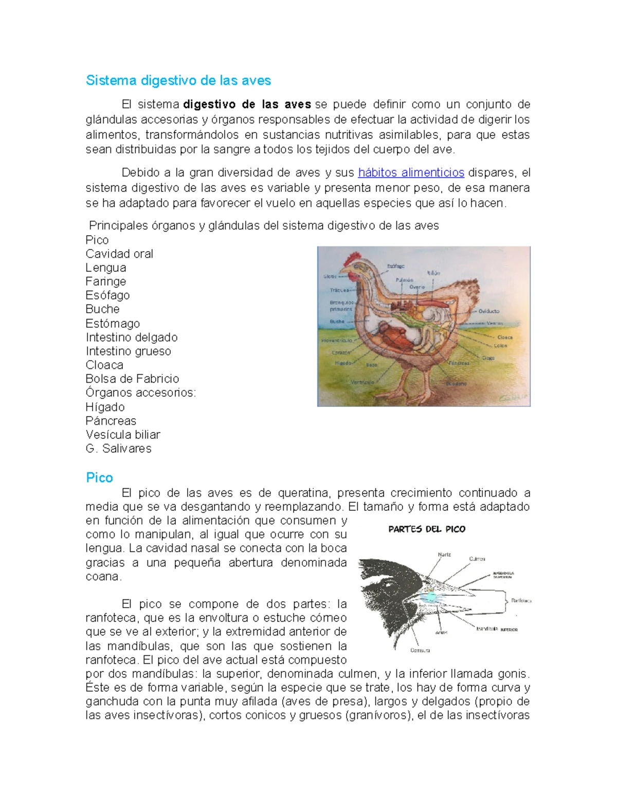 Anatomia sistema digestivo bovino - BOVINOS SISTEMA DIGESTIVO DE LOS BOVINOS BOCA: Es corta y ...