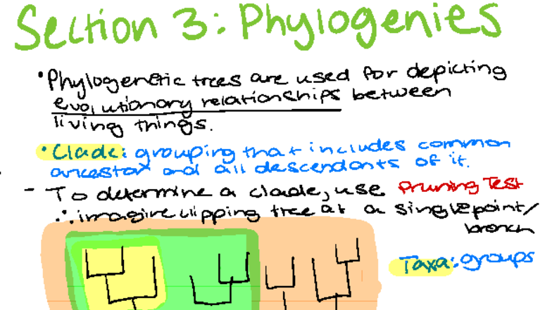 Biology 2 - Notes - Section 3 : Phylogenies · Phylogenetic trees are ...