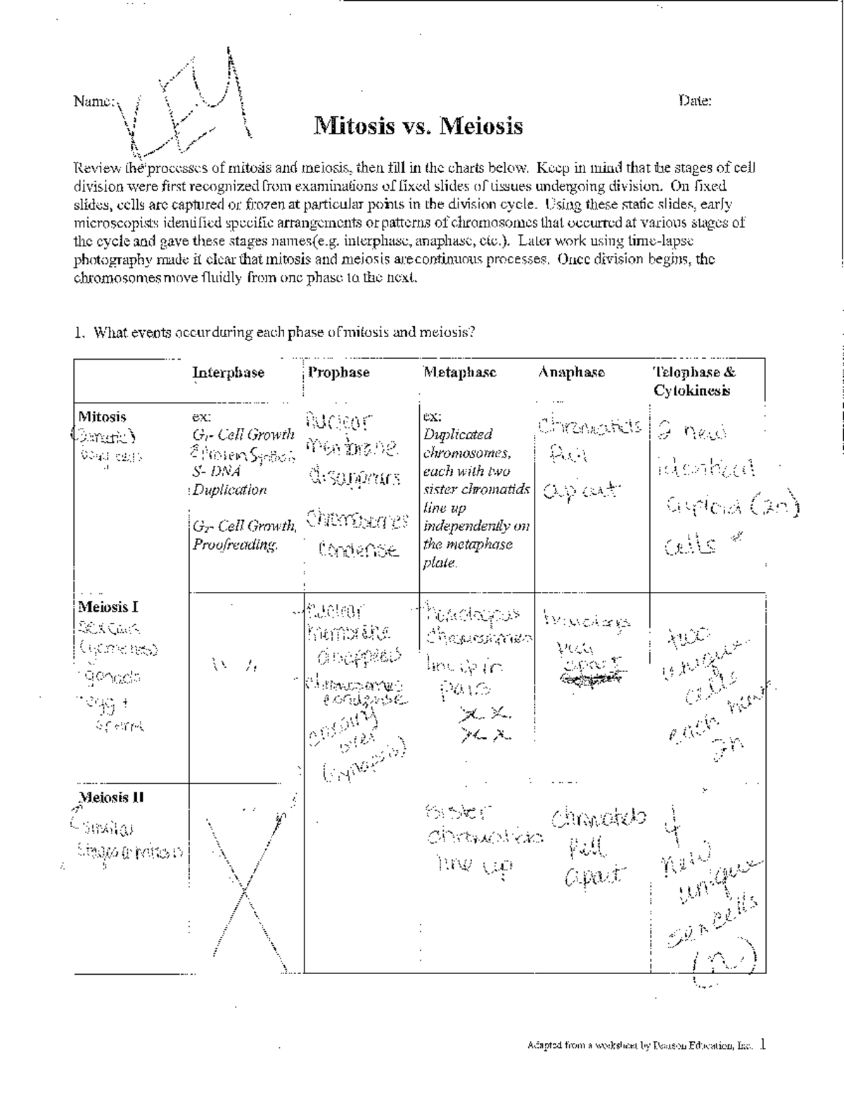Mitosis vs Meiosis: Key Differences and Answer Guide - Studocu