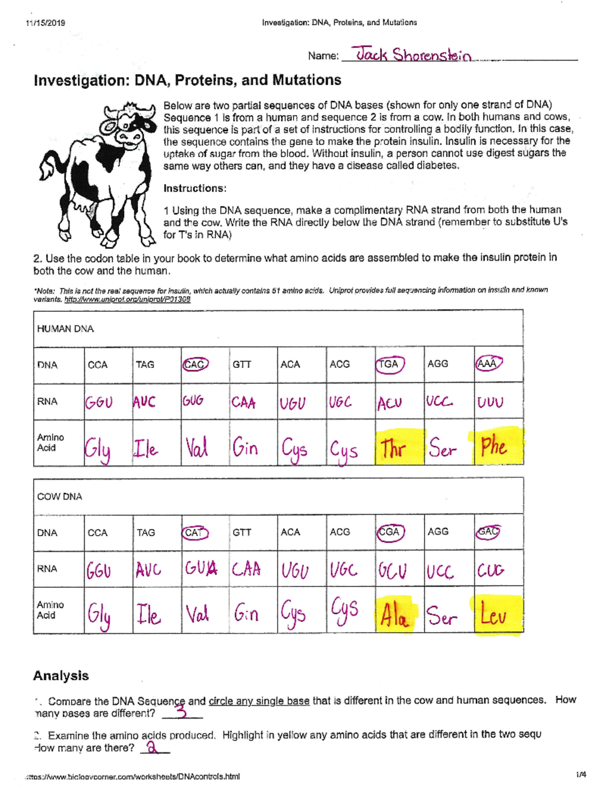 Cow DNA and Human DNA - Investigation: DNA, Proteins, and Mutations ...