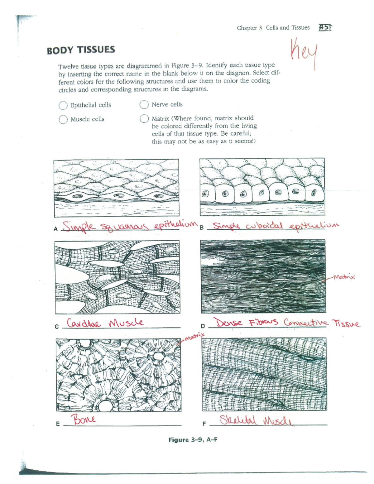 Anatomy & Physiology: Body Tissue Color Key for Chapter 3 Concepts ...