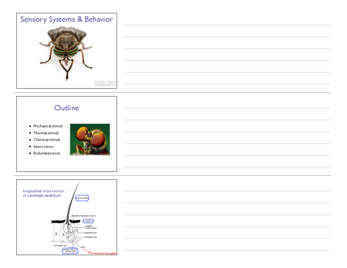 Sensory Systems and Bioluminescence in Insects: Chapter 4 Overview ...