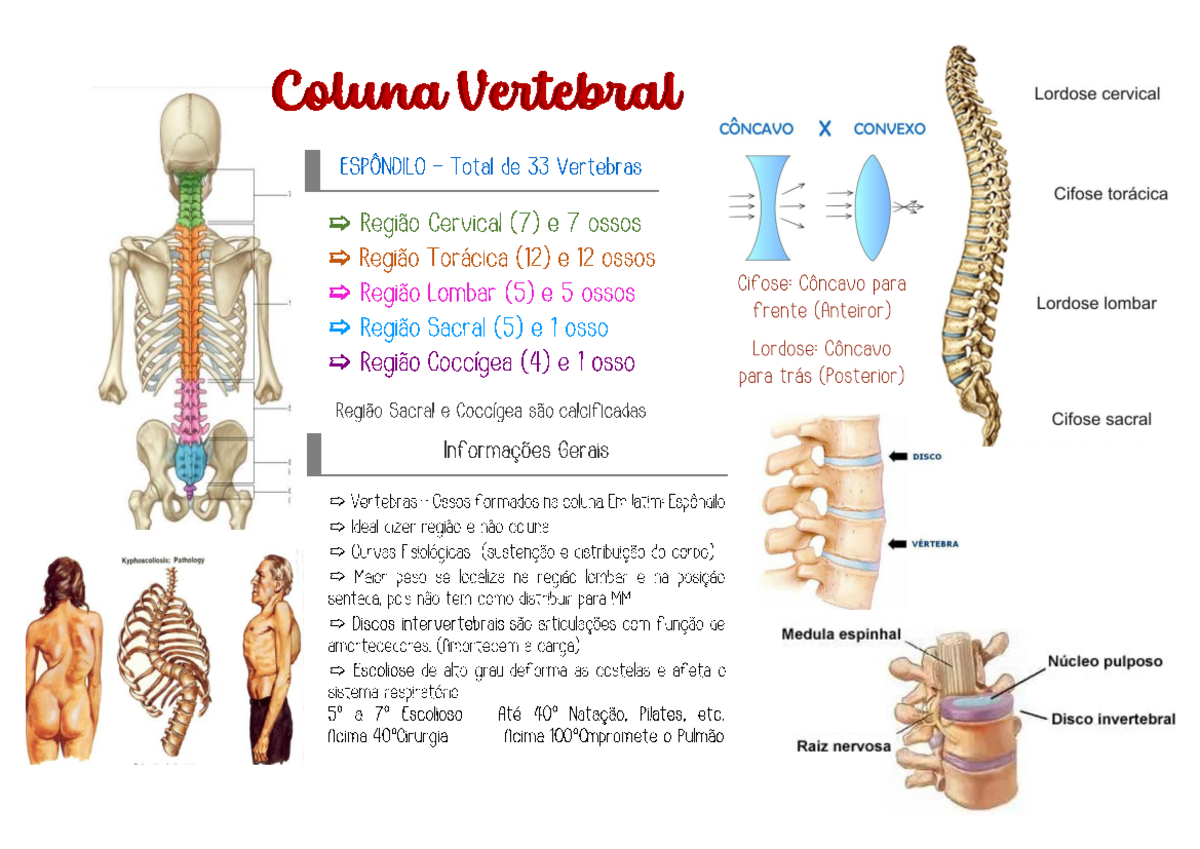 Mapa Mental Coluna - Coluna Vertebral Lordose cervical CÔNCAVO X ...