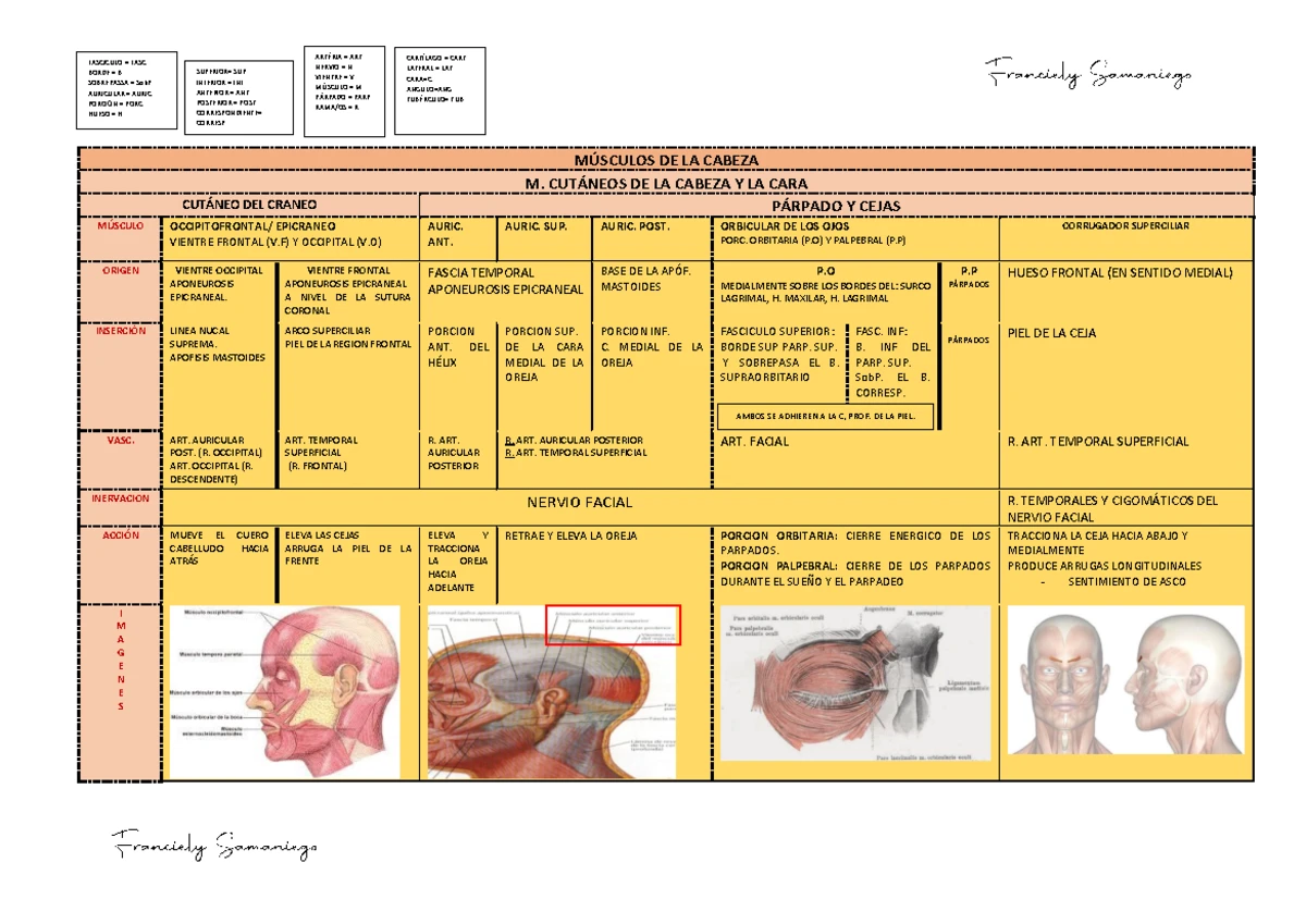 Musculos Netter - MÚSCULO INSERCIÓN PROXIMAL (ORIGEN) INSERCIÓN DISTAL ...