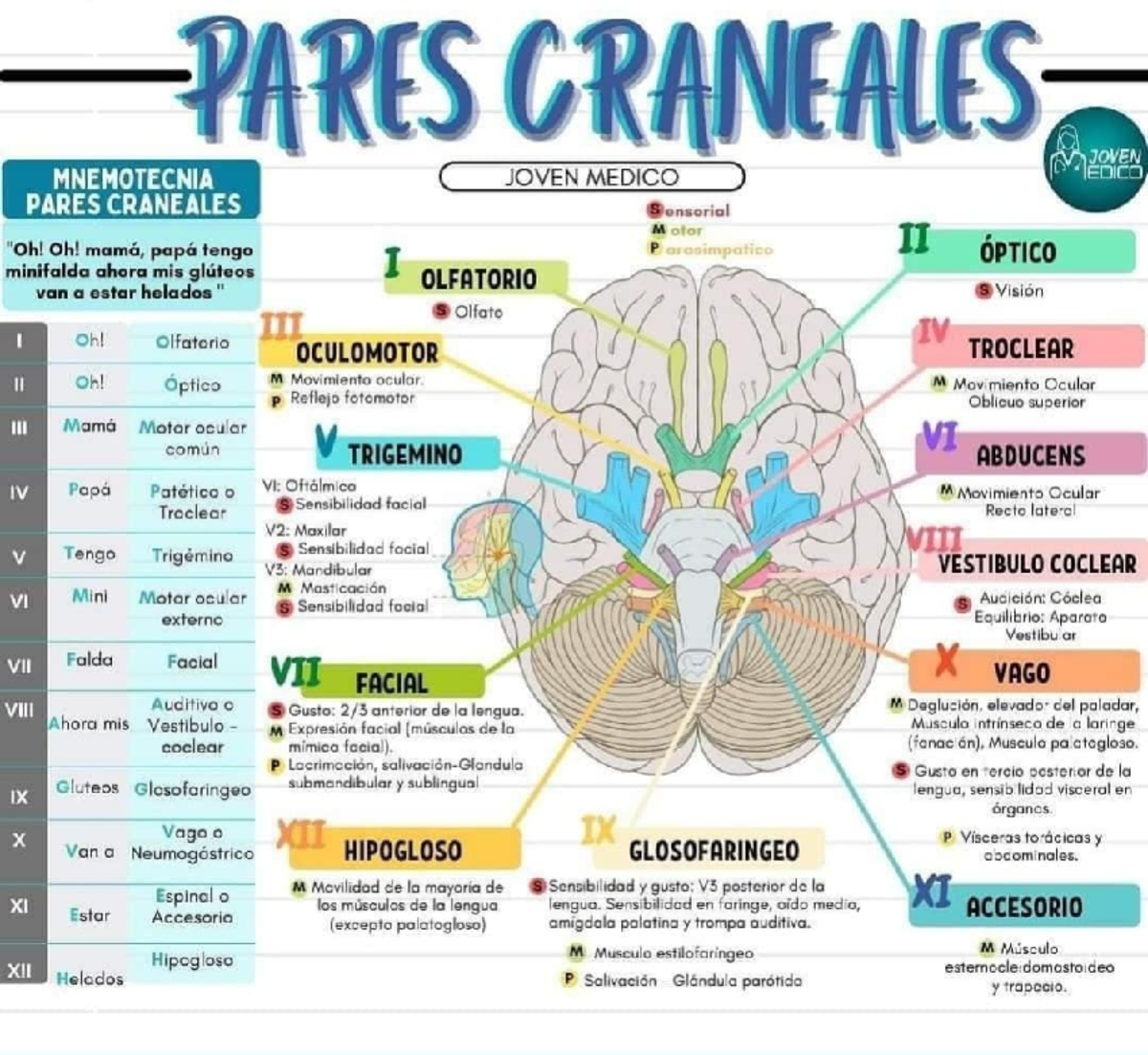 Pares Craneales: Anatomía y Funciones de los Nervios Craneales - Studocu