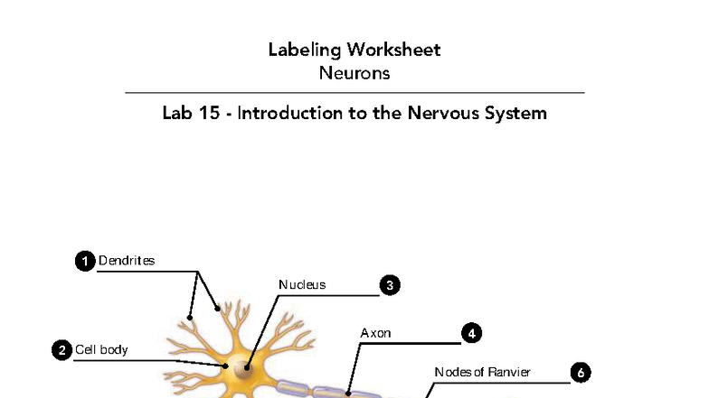 Lab 15: Labeling Worksheet on the Nervous System - Studocu