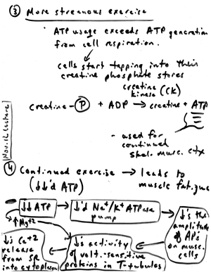 A&P 1 Final Exam - A&P 1 Final Exam Chapter 1 Anatomy= describes the ...