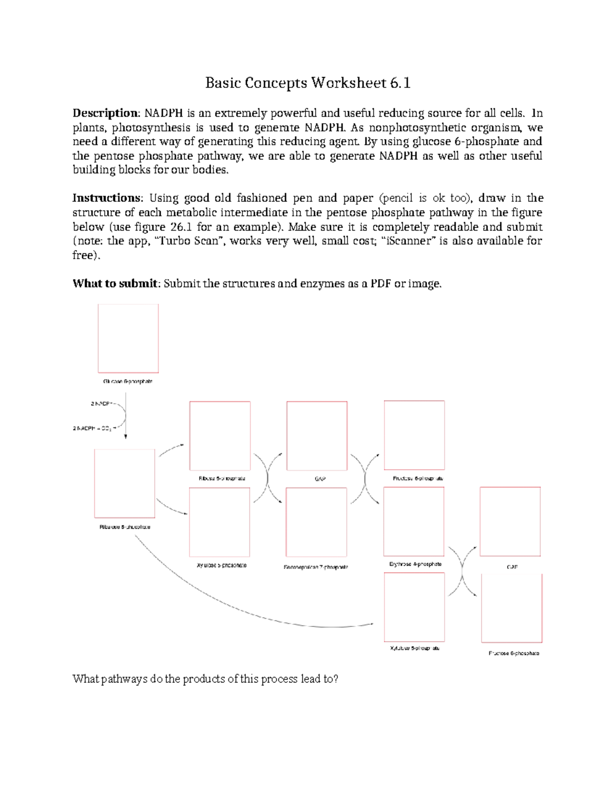 Basic Concepts Worksheet 6: NADPH and Pentose Phosphate Pathway - Studocu