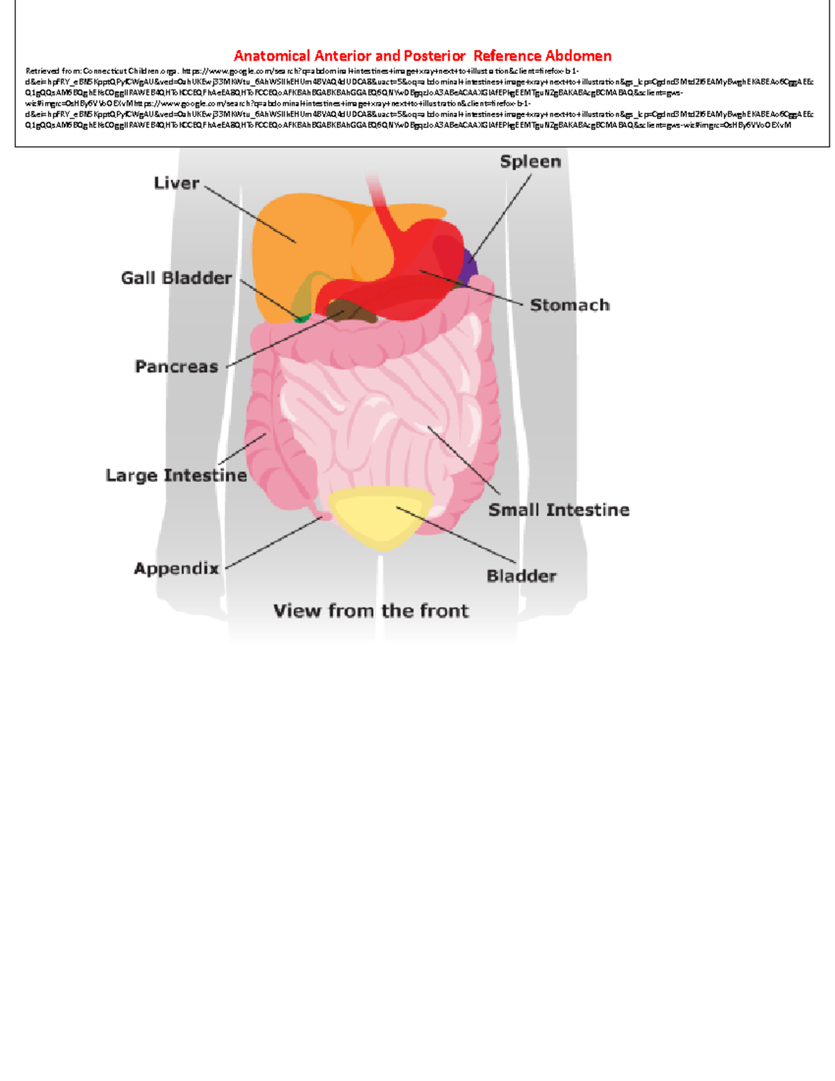 Abdomen Imaging Reference - Anatomical Anterior and Posterior Reference ...