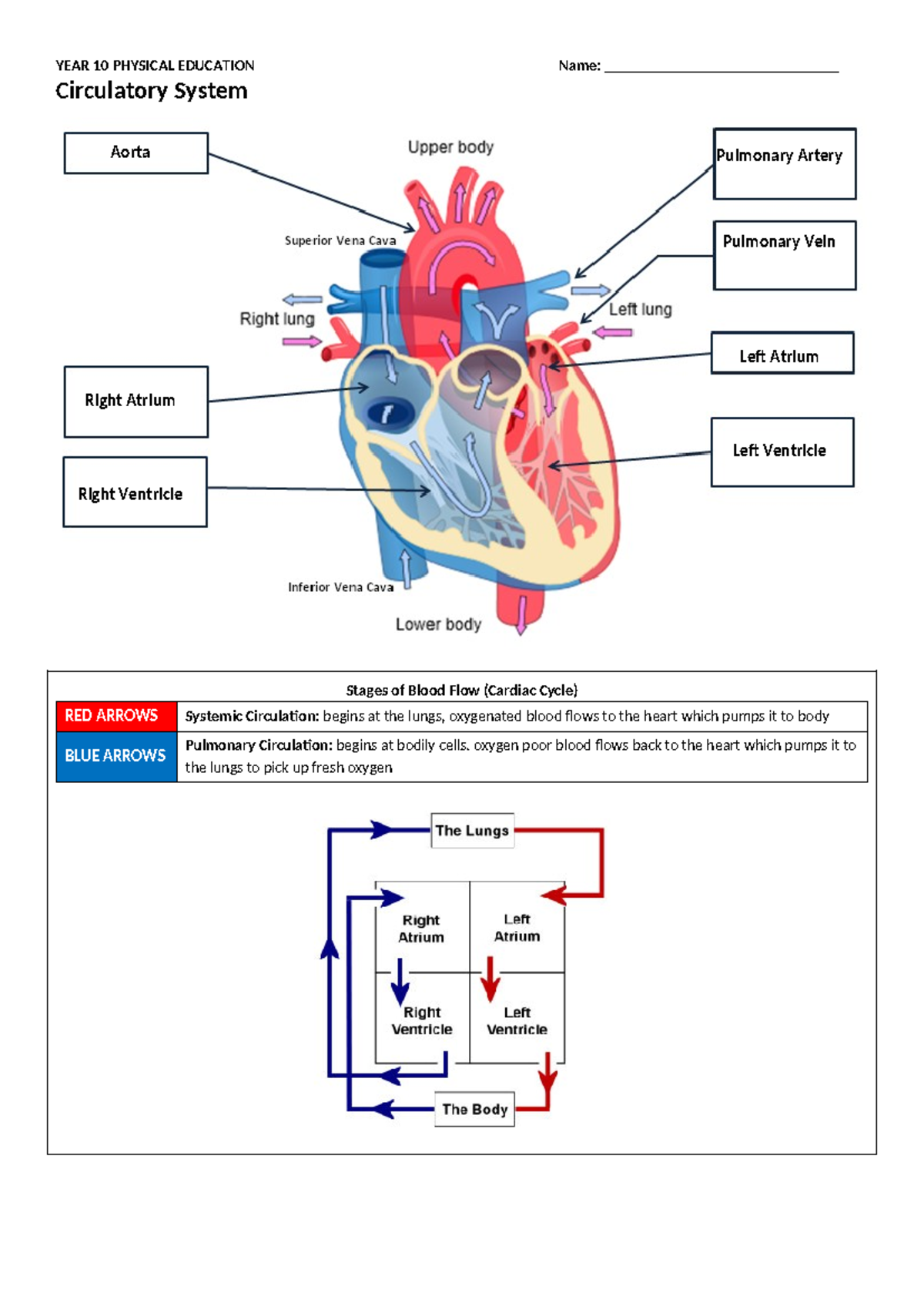 YEAR 10 PE: Circulatory System Overview and Functions - Studocu