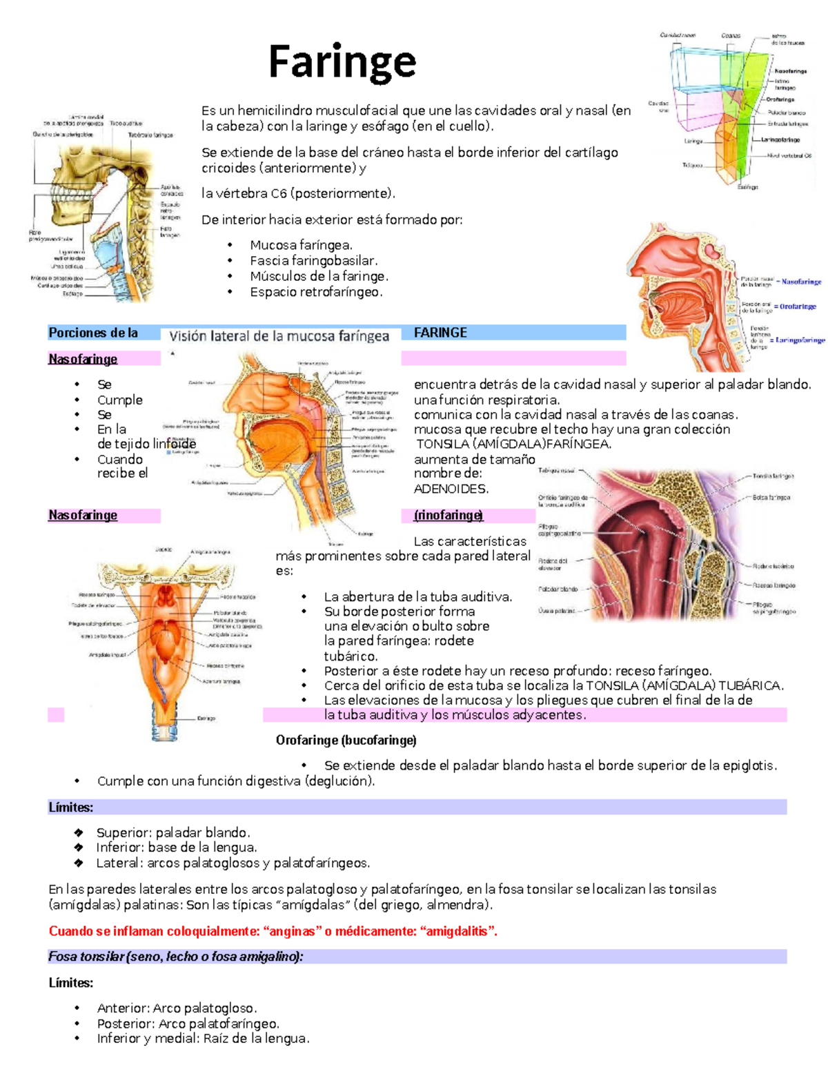 Apuntes de Faringe: Anatomía y Funciones - Puntos Clave - Studocu