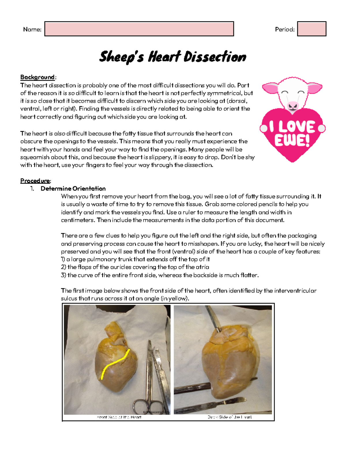 Sheep's Heart Dissection Guide – BIO101 (2024) - Studocu