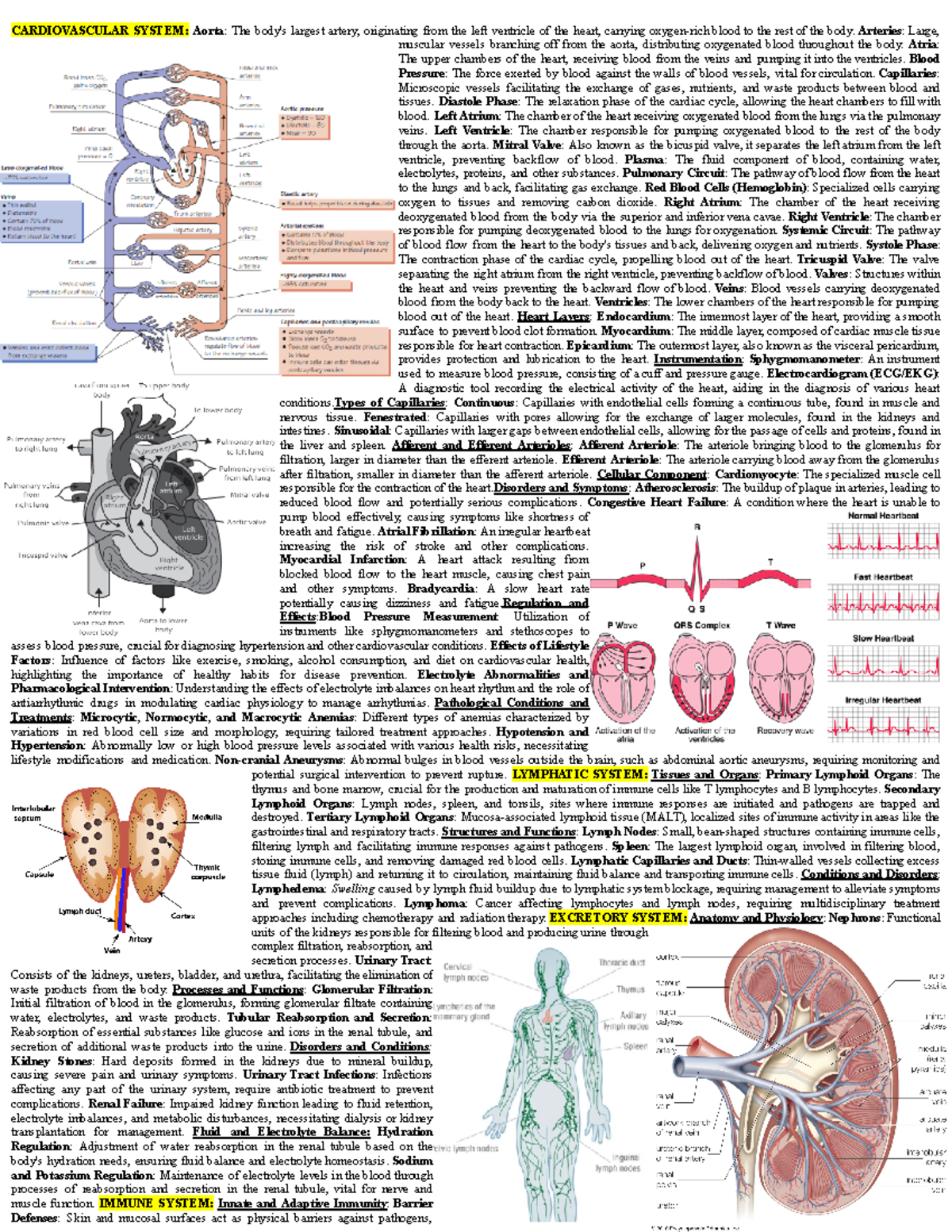 Anatomy and Physiology cheat sheet - CARDIOVASCULAR SYSTEM: Aorta: The ...