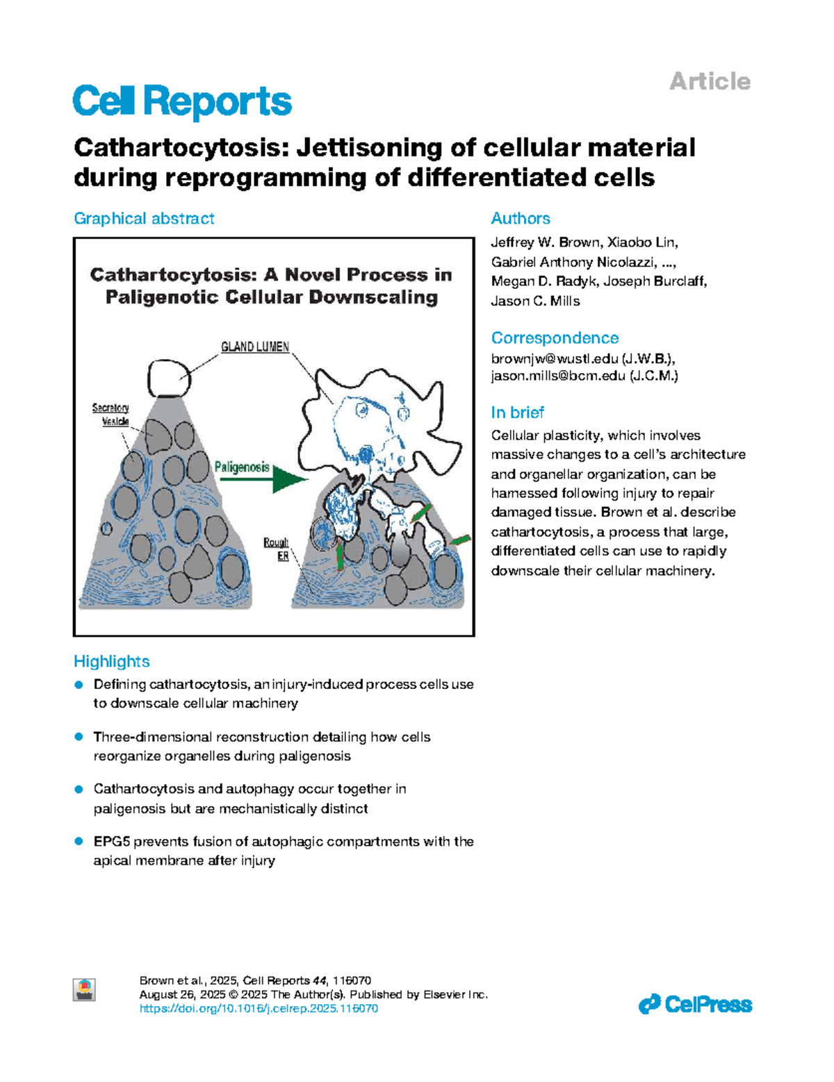 Cathartocytosis: Cellular Material Jettisoning in Paligenosis (Mmc6 ...