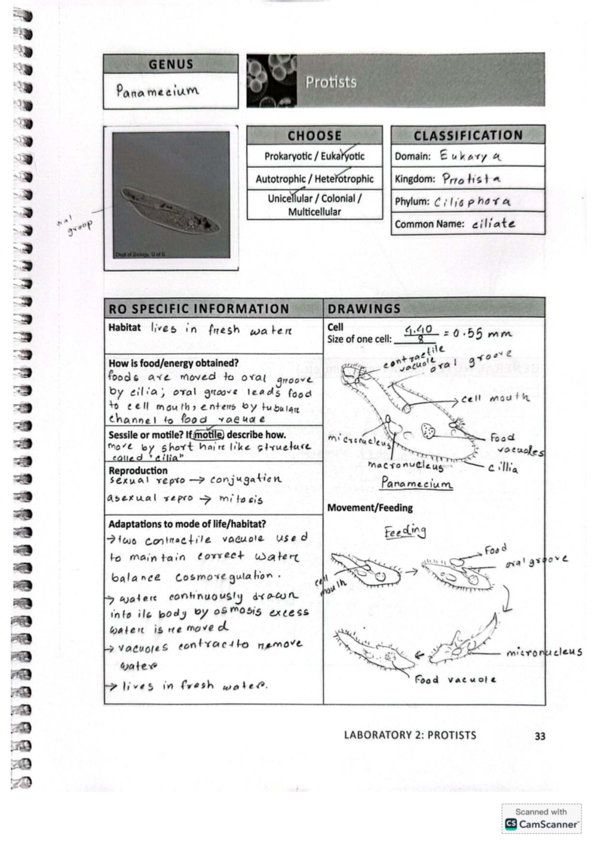 Paramecium Classification and Characteristics - BIO 101 Lab Notes - Studocu