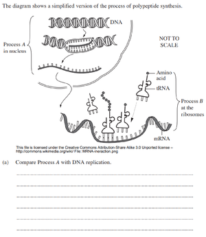 [Solved] model the process of polypeptide synthesis - HSC Biology ...