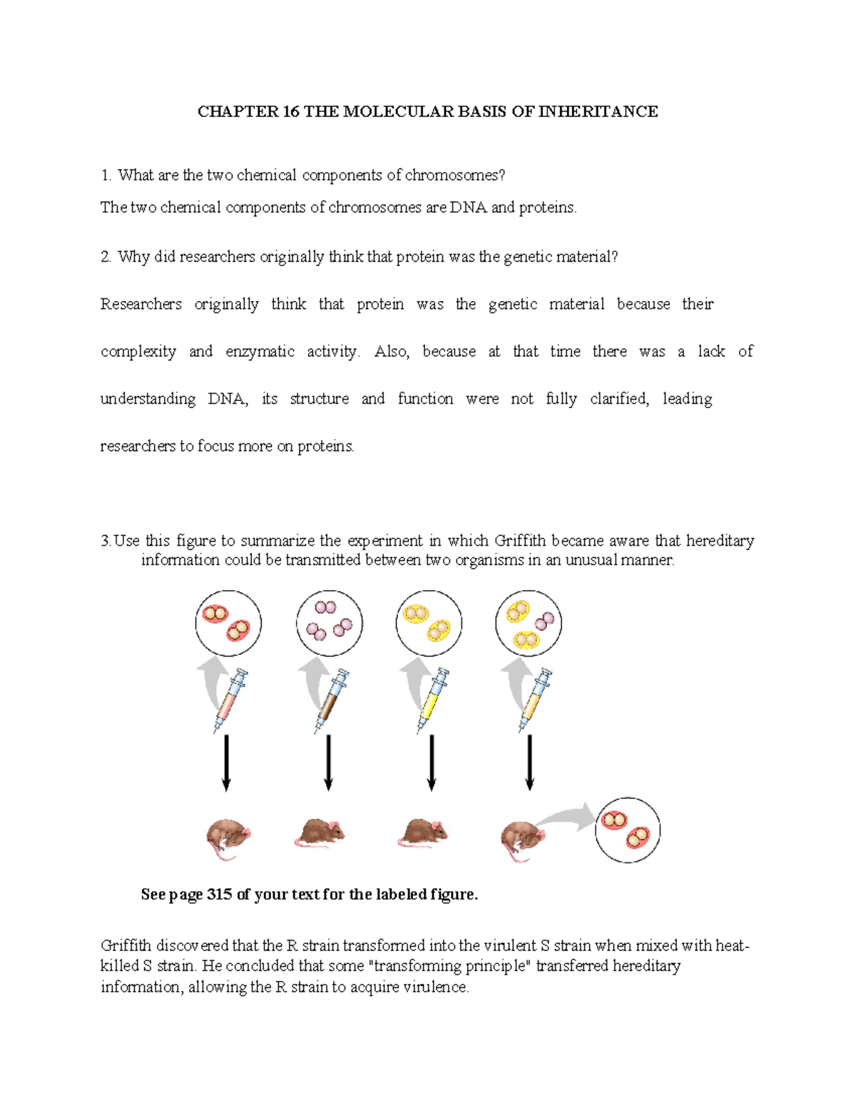 Chapter 16 Study Guide: The Molecular Basis of Inheritance - Biol 101 ...