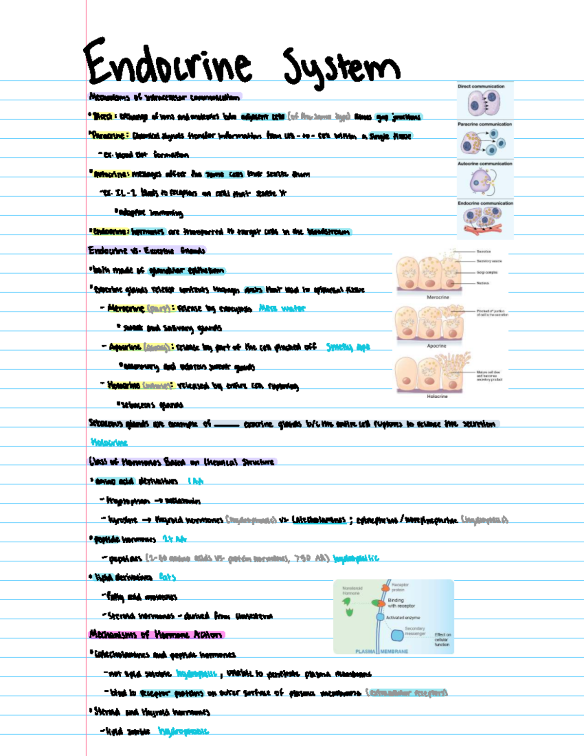 Endocrine System: Mechanisms and Hormones Overview (BIO 101) - Studocu