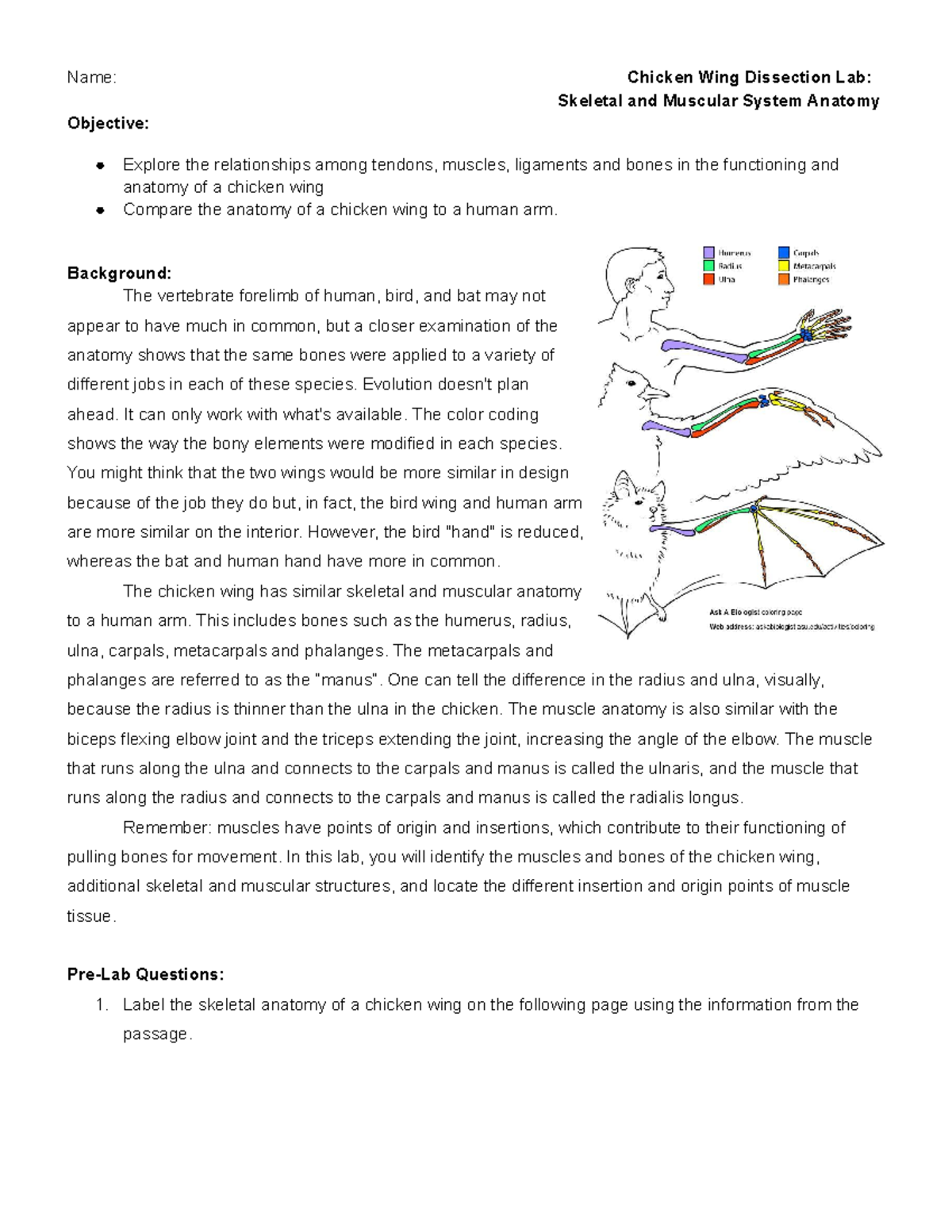 Chicken Wing Dissection Lab: Anatomy of Skeletal & Muscular Systems ...