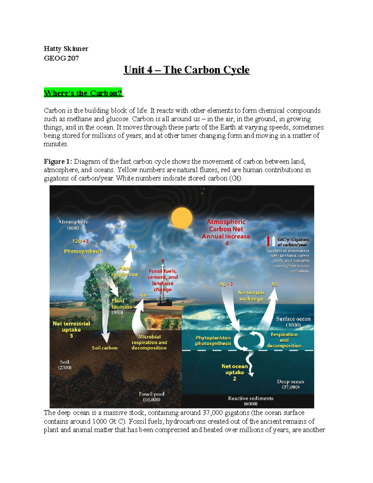 GEOG 207 - Week 4 Lecture Notes: Understanding the Carbon Cycle - Studocu
