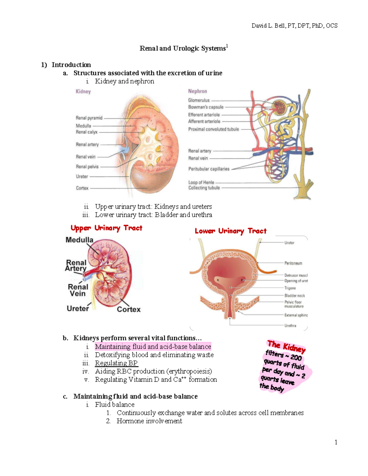 Renal and Urologic Disorders Overview for Health Professionals (PT 101 ...