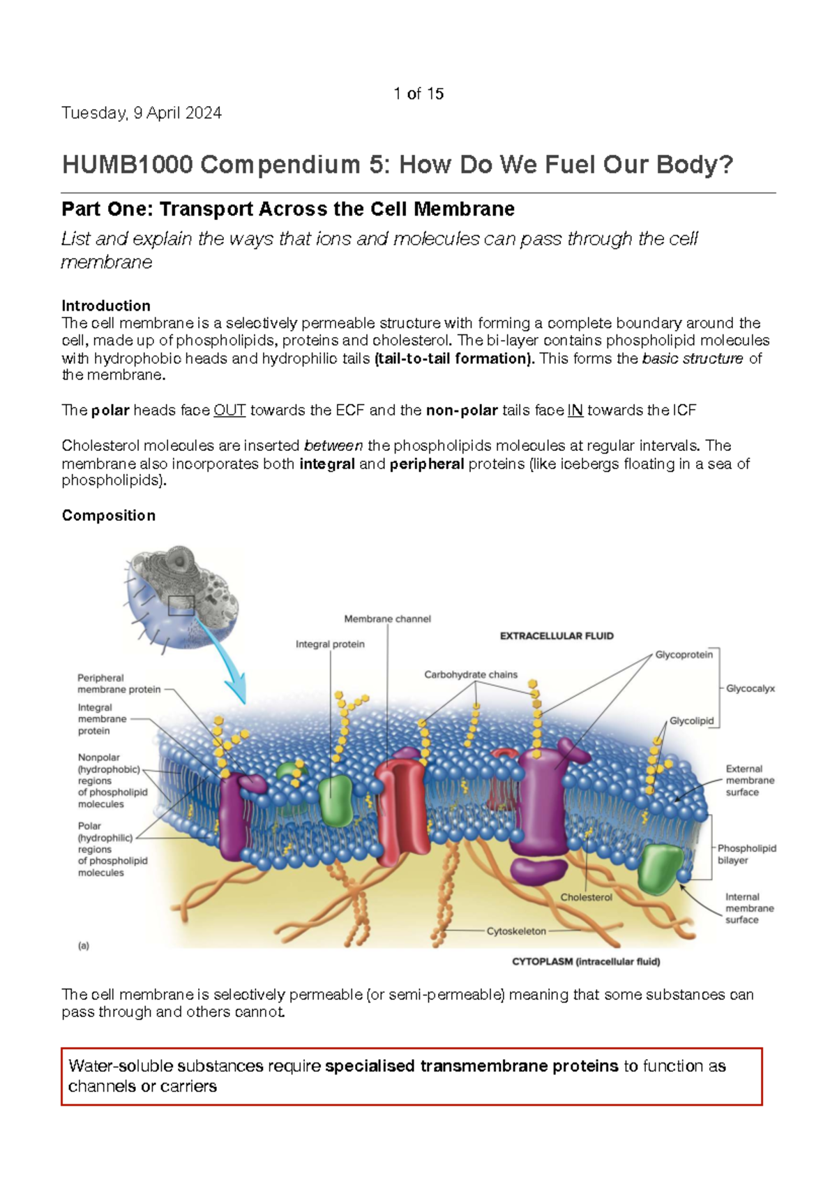 Comp 5: Membrane Transport & Cellular Respiration Overview - Studocu
