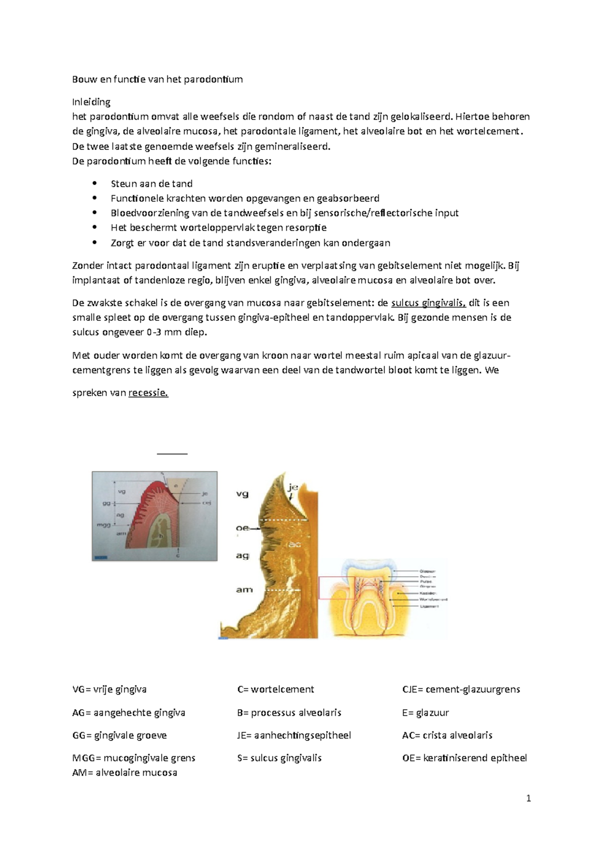 Samenvatting H1: Bouw en Functie van het Parodontium - Studeersnel