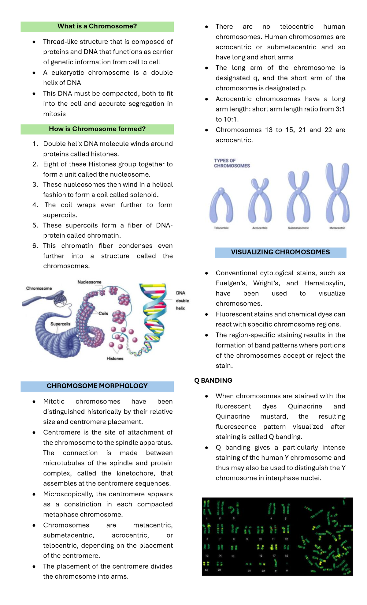 Chromosome Structure and Function: A Comprehensive Overview - Studocu