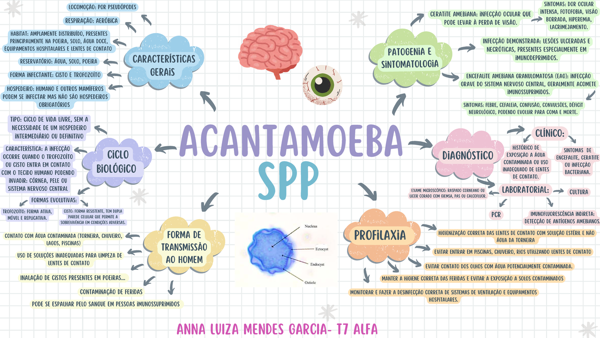Mapa Mental: Acanthamoeba Spp. e Naegleria fowleri - T7 ALFA - Studocu