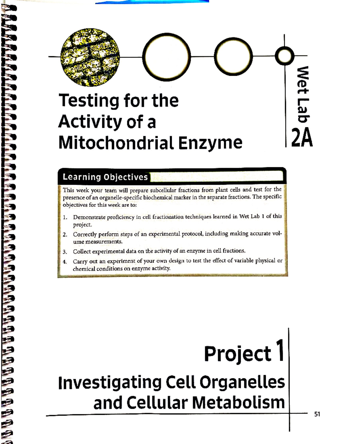 Wet Lab 2A: Analyzing Mitochondrial Enzyme Activity in Plant Cells ...