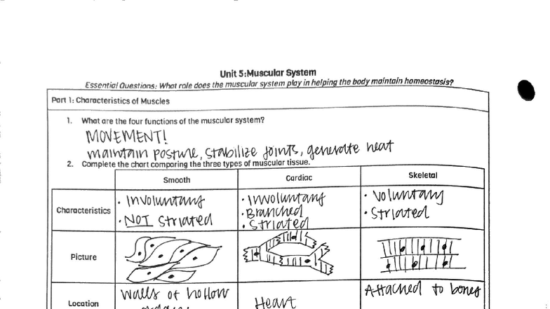 Unit 5: Muscular System Notes & Essential Questions - Studocu