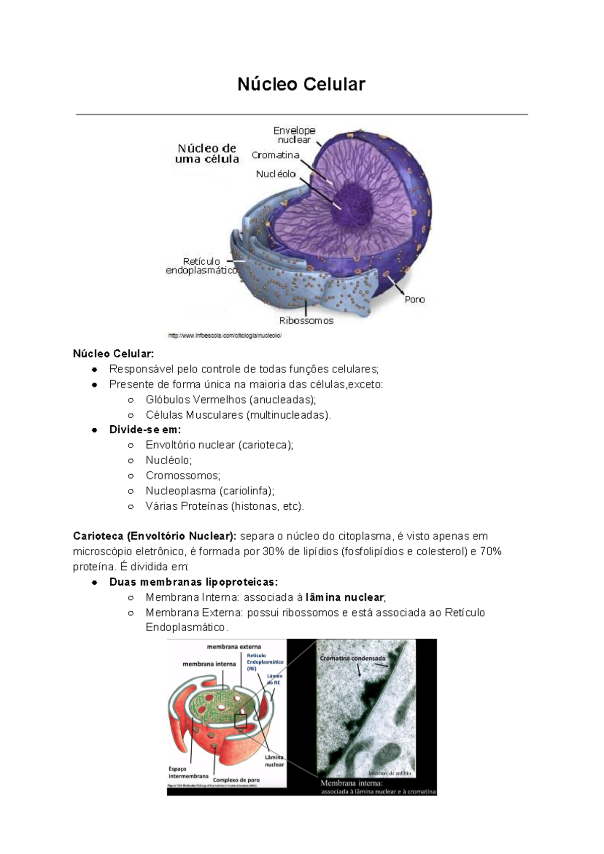 Ncleo Celular Caractersticas E Elementos Resumo Escolar Núcleo | PDF