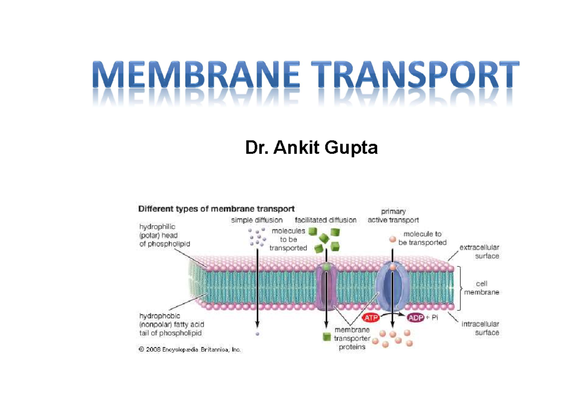 AG-Membrane transport (clinical case) - Dr. Ankit Gupta ...