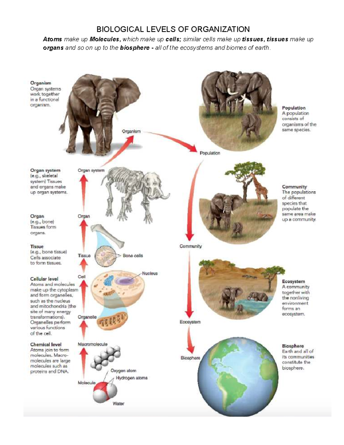 Biological Levels OF Organization (Handout) - BIOLOGICAL LEVELS OF ...