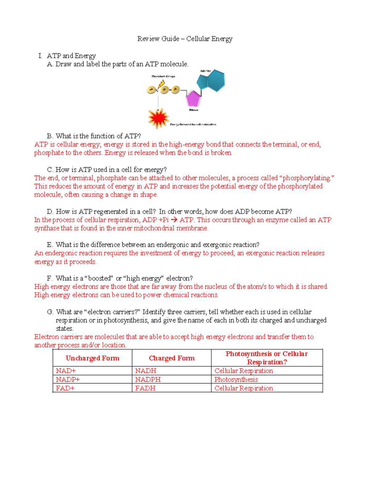 Cellular Energy (BIOL 101) - Exam Review Guide & Answer Key - Studocu