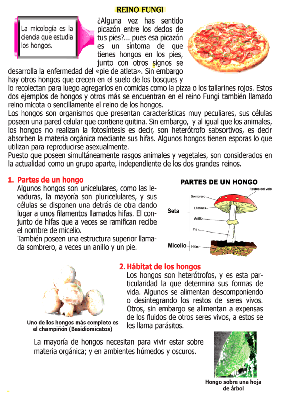 Hoja De Trabajo Sobre El Reino De Los Hongos Los Hongos | TPT